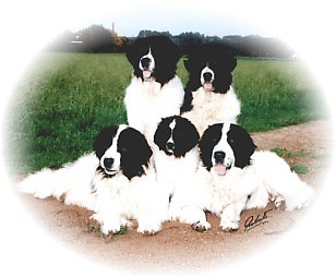 us Arsnouphis Landseer ECT Index